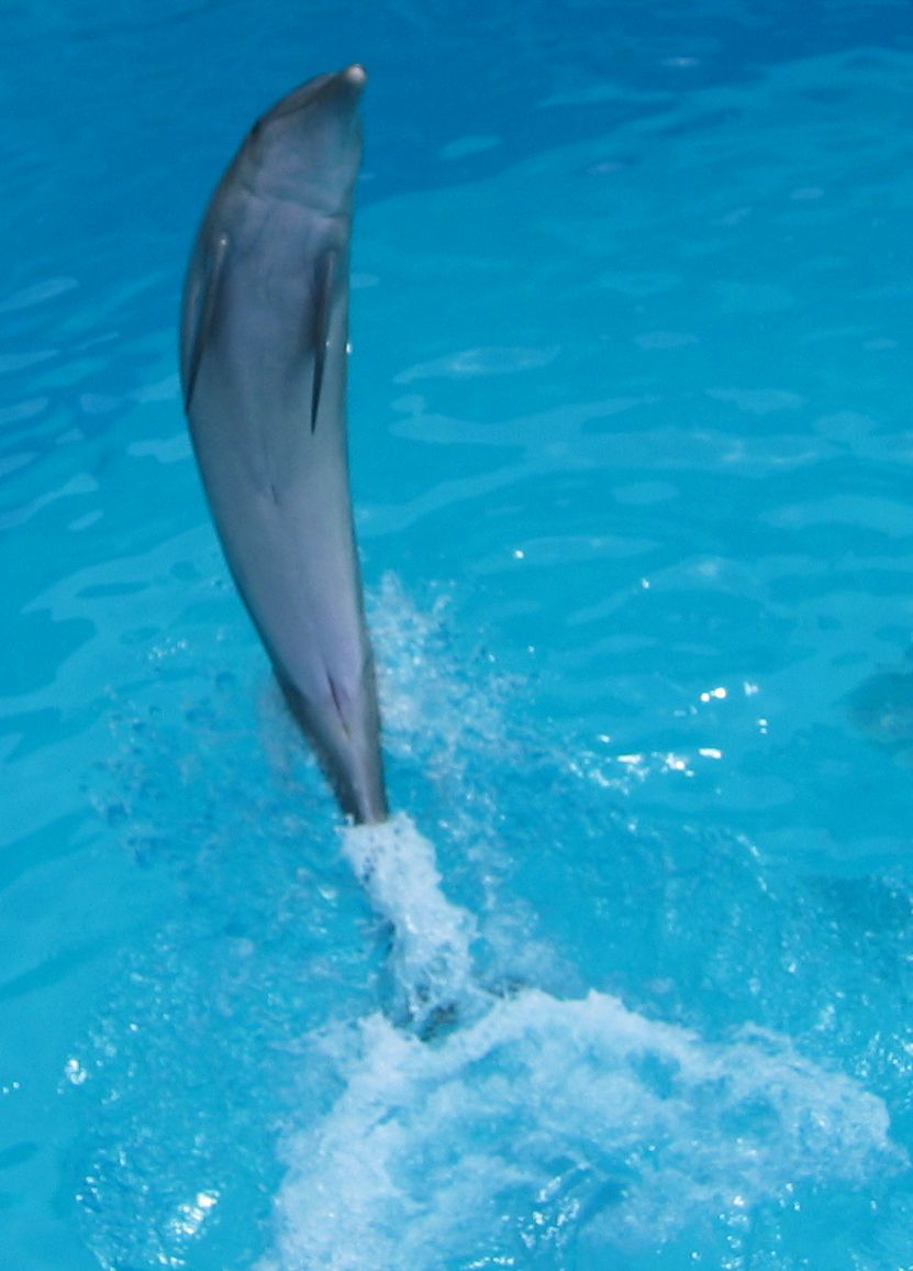 Dolphin walking on her tail